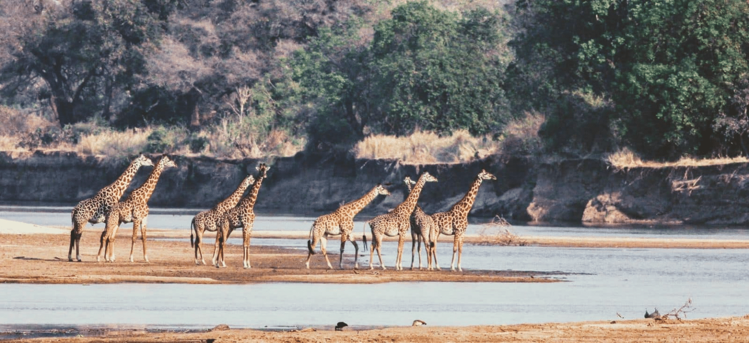 Where do giraffe really live? - Giraffe Conservation Foundation