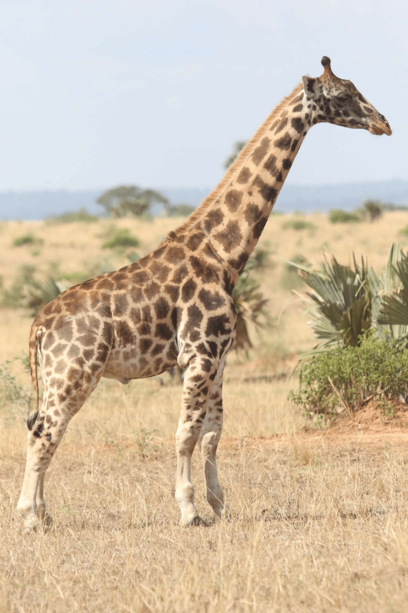 Dwarf giraffe ‘spotted’ in Namibia and Uganda - Giraffe Conservation ...