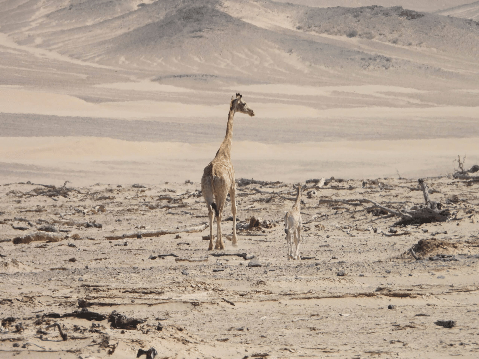 Where do giraffe move? - Giraffe Conservation Foundation