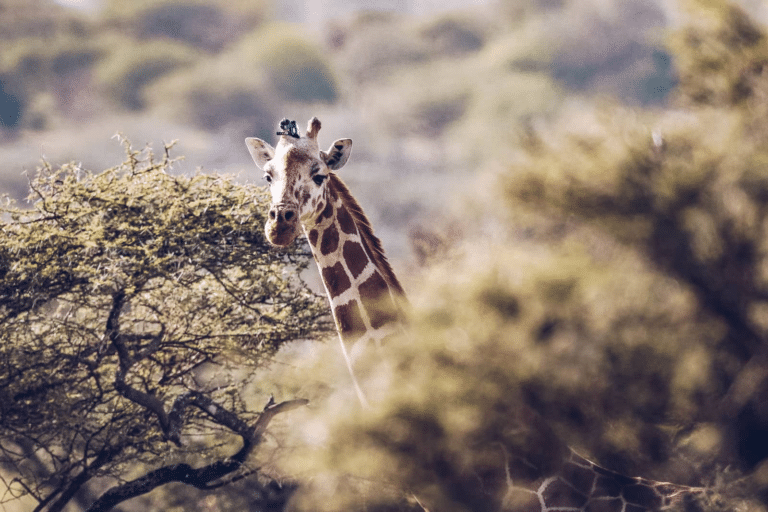 Where do giraffe move? - Giraffe Conservation Foundation