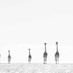Giraffe Species - Giraffe Conservation Foundation
