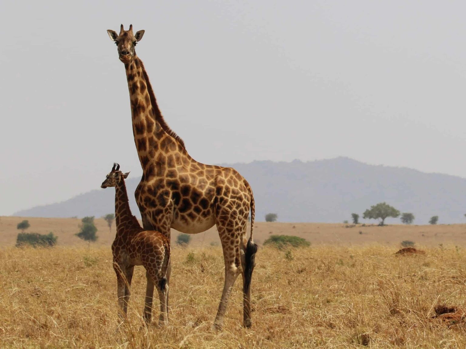 Home - Giraffe Conservation Foundation