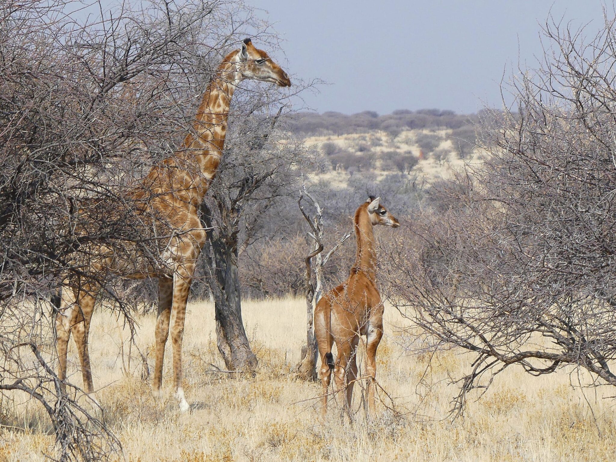 Home - Giraffe Conservation Foundation