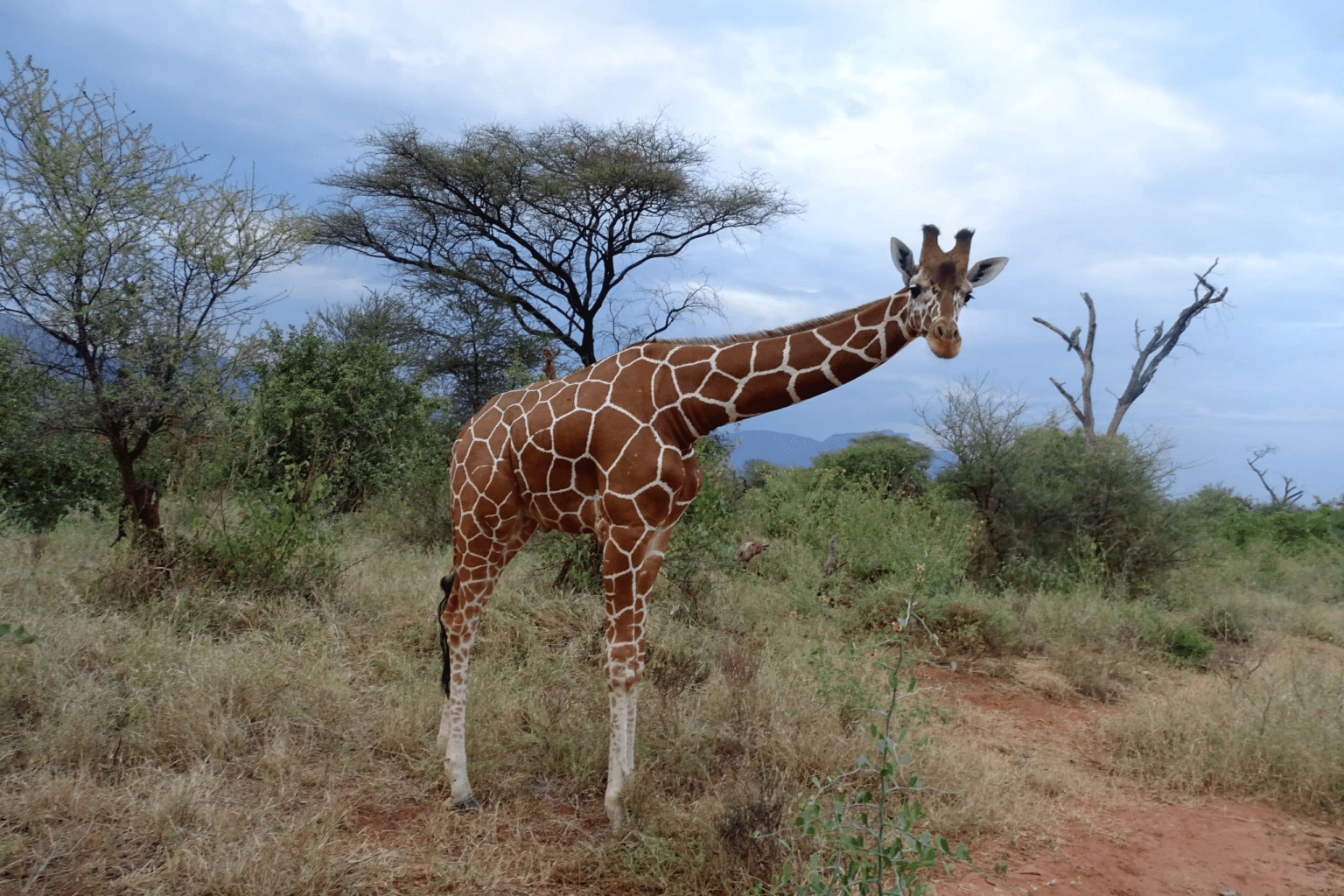 Giraffe reveal stunning genetic diversity - Giraffe Conservation Foundation