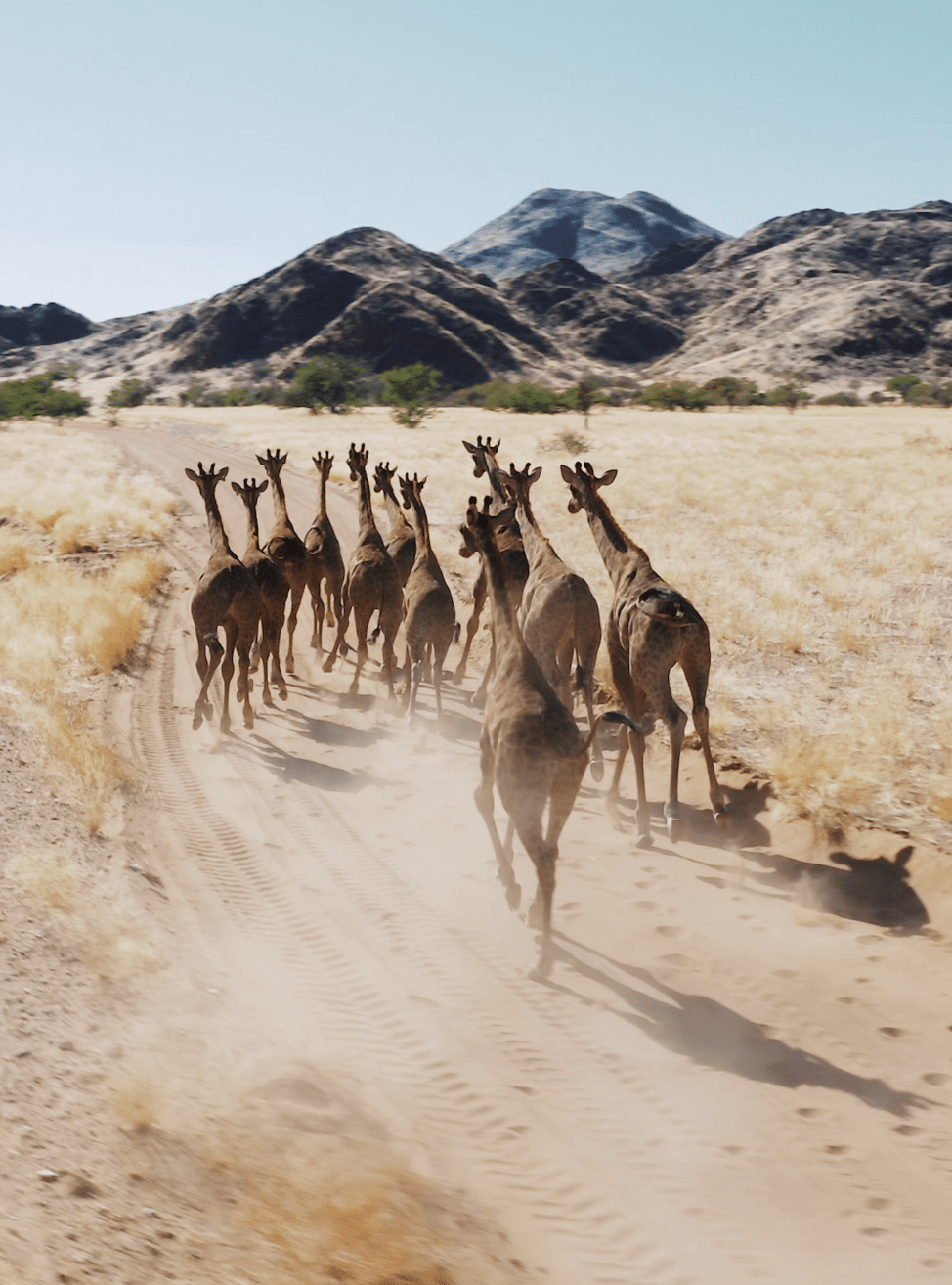 Home - Giraffe Conservation Foundation