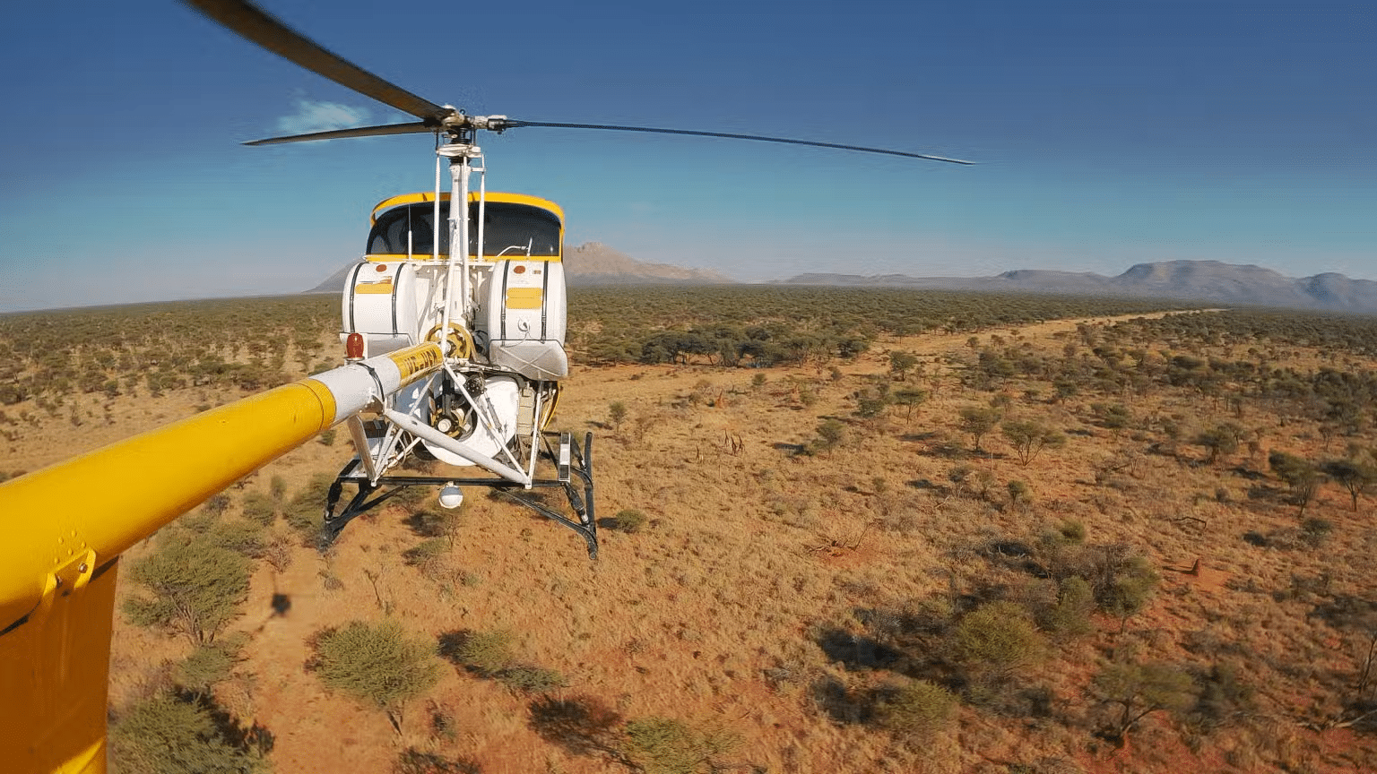 Angolan giraffe on the move - Giraffe Conservation Foundation