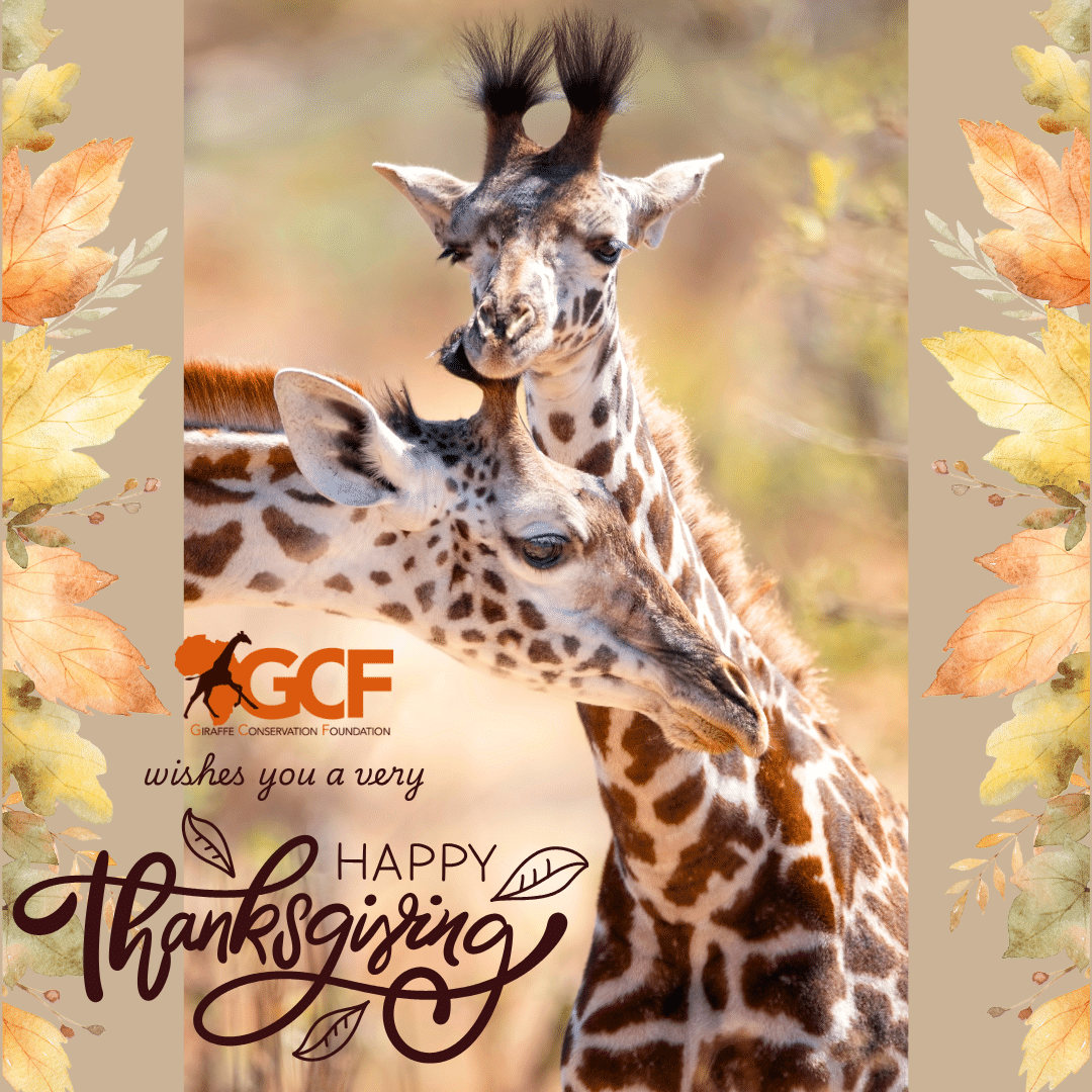 LinkedIn - 28 Nov 2024 - Giraffe Conservation Foundation