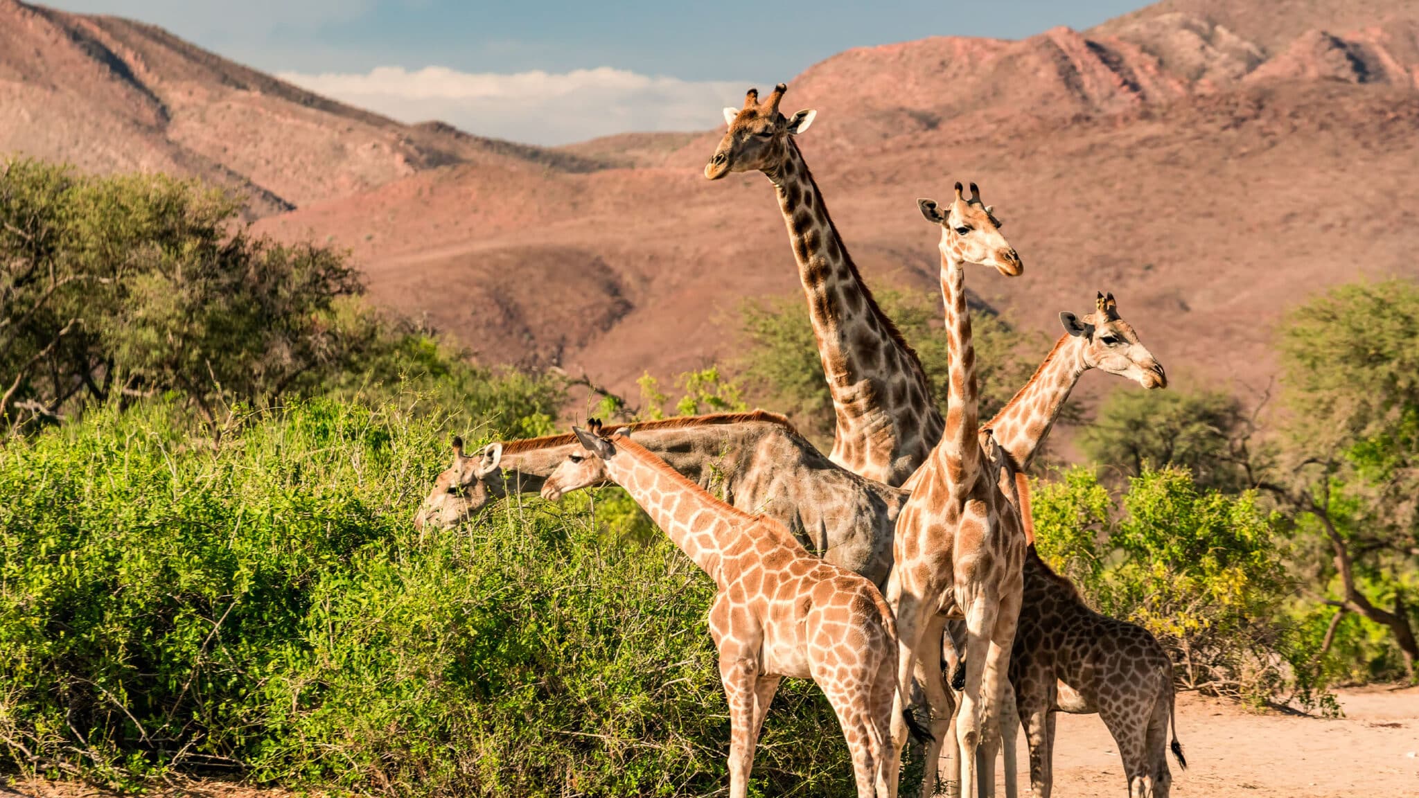 Southern Giraffe - Giraffe Conservation Foundation