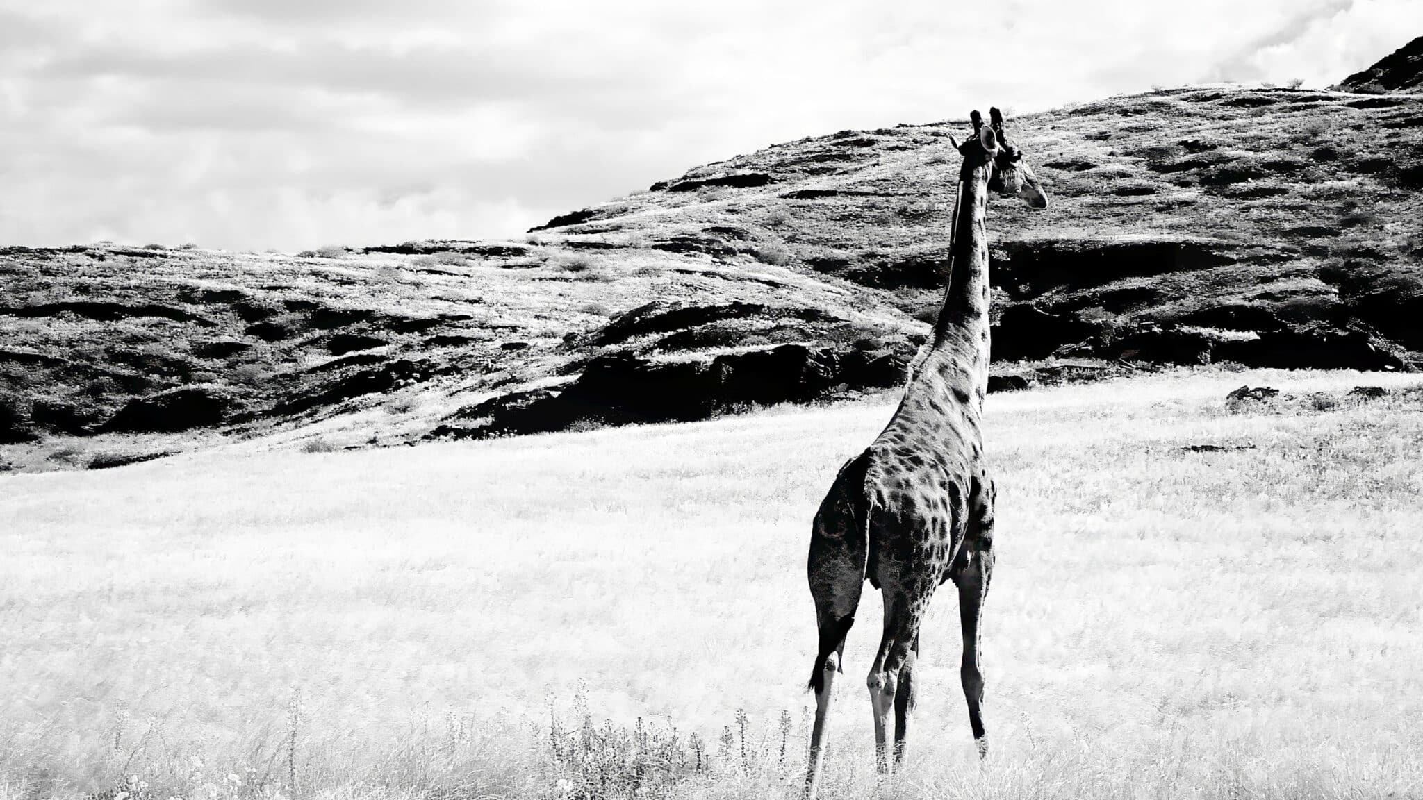 Home - Giraffe Conservation Foundation
