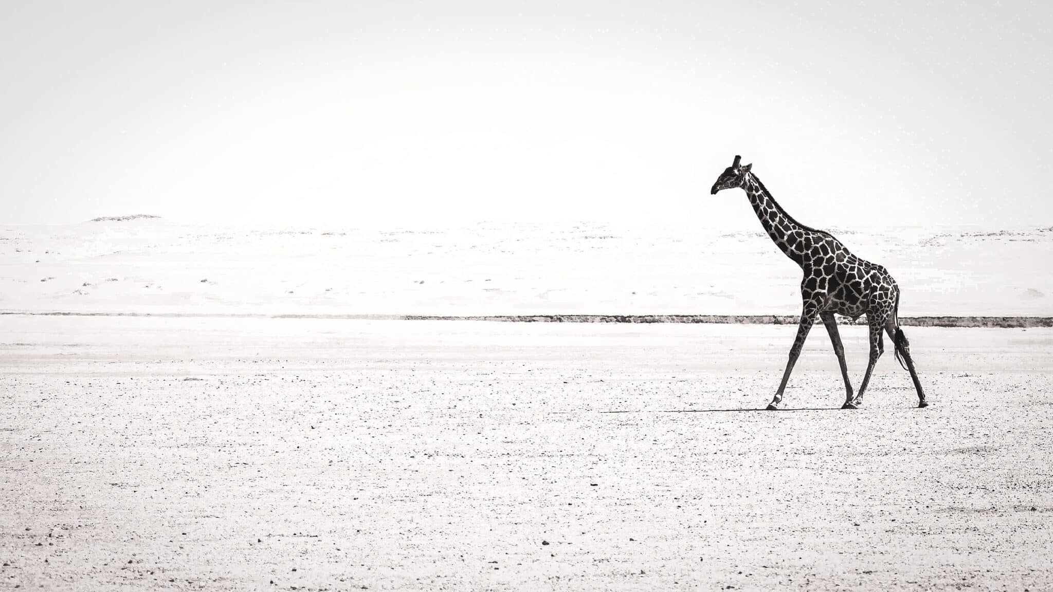 Home - Giraffe Conservation Foundation
