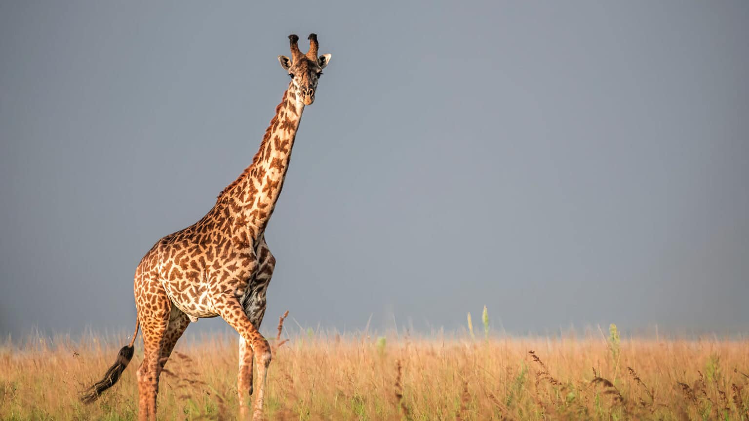 Masai Giraffe - Giraffe Conservation Foundation