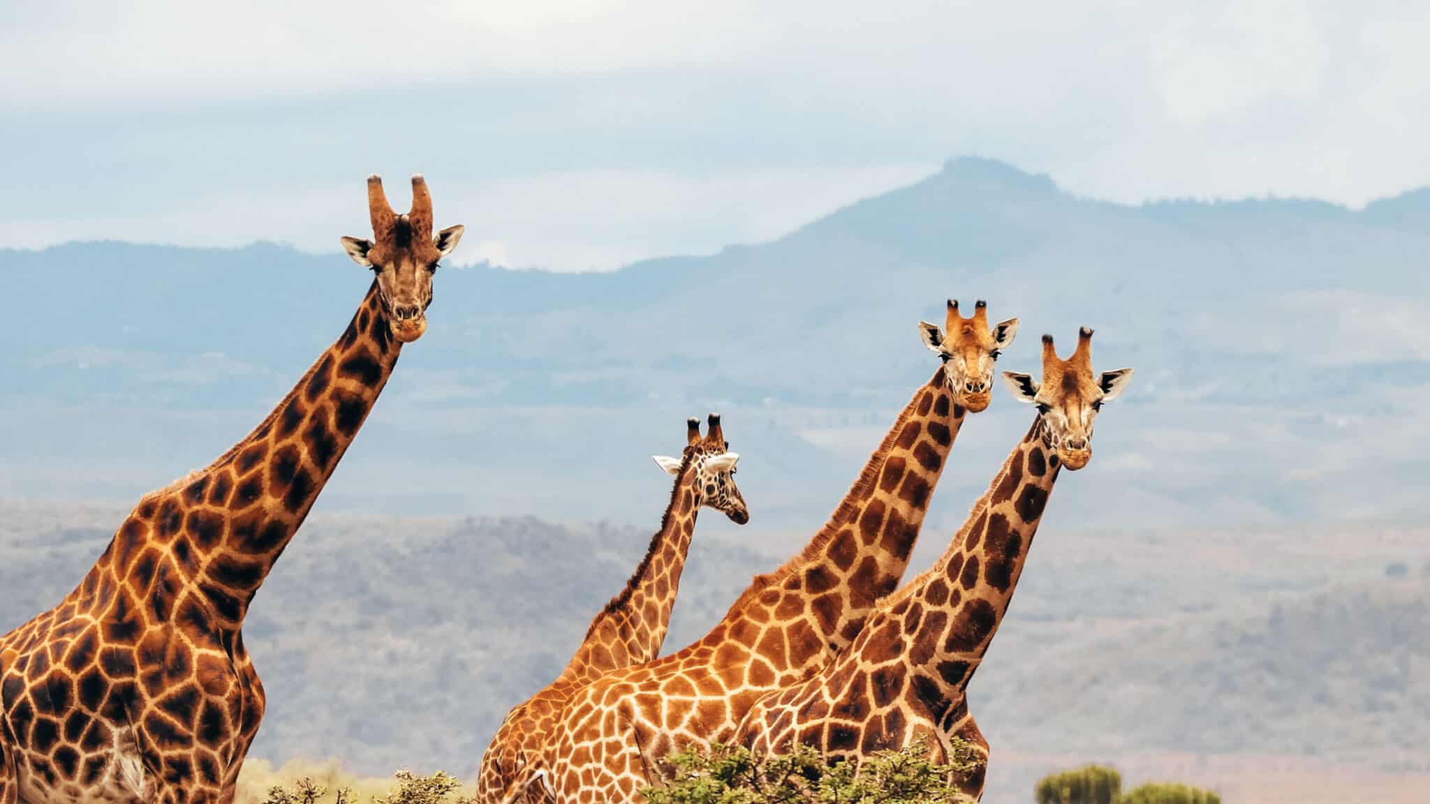 Not all giraffe are the same - Giraffe Conservation Foundation