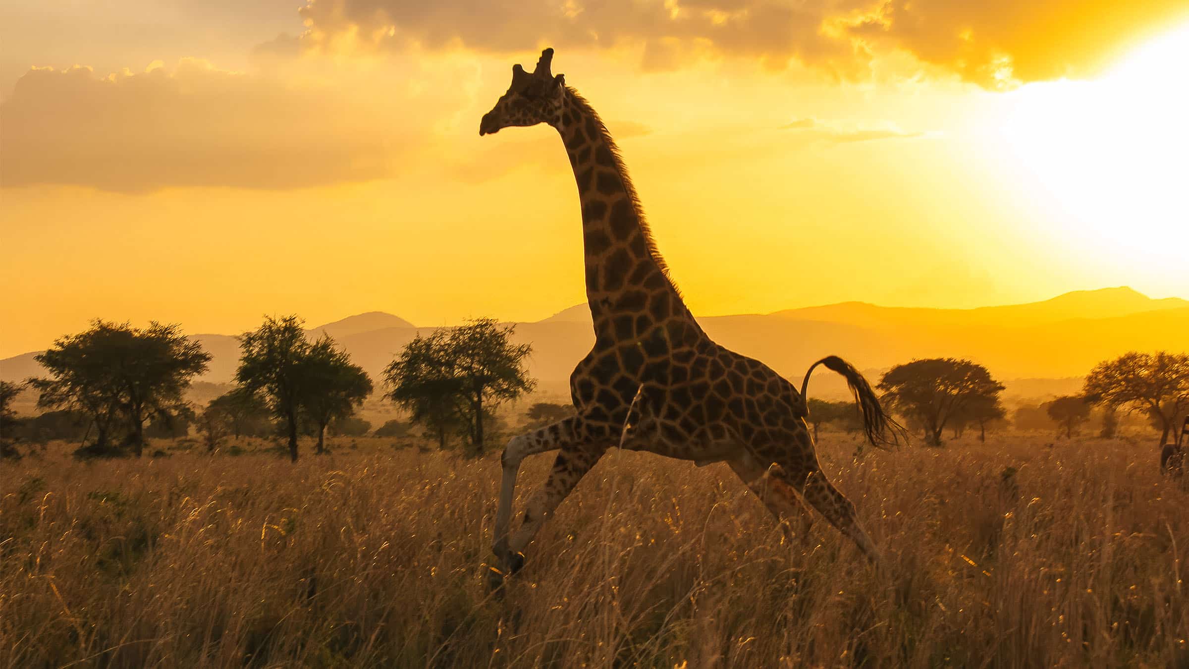 World Giraffe Day - Giraffe Conservation Foundation