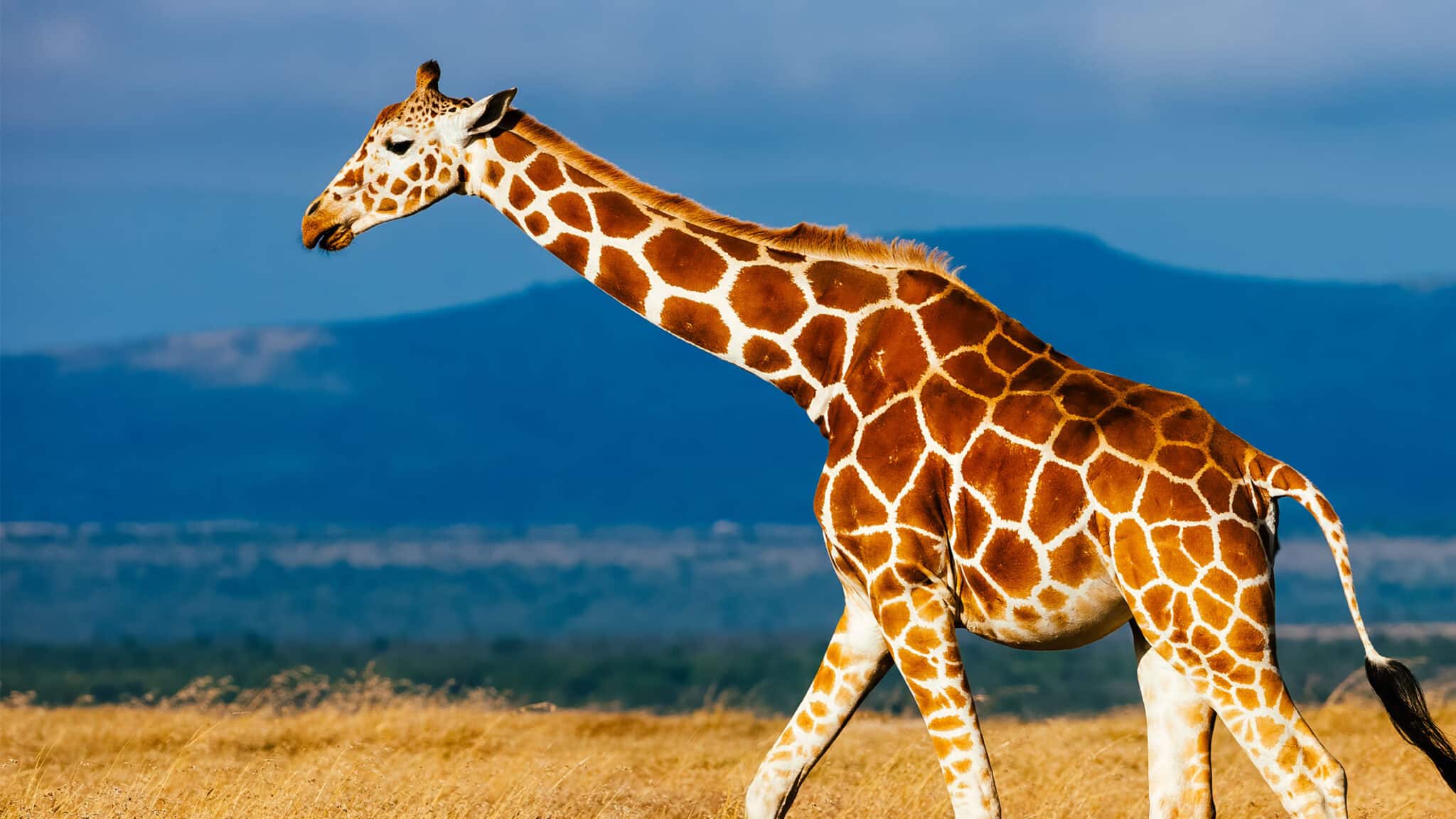 Reticulated Giraffe - Giraffe Conservation Foundation