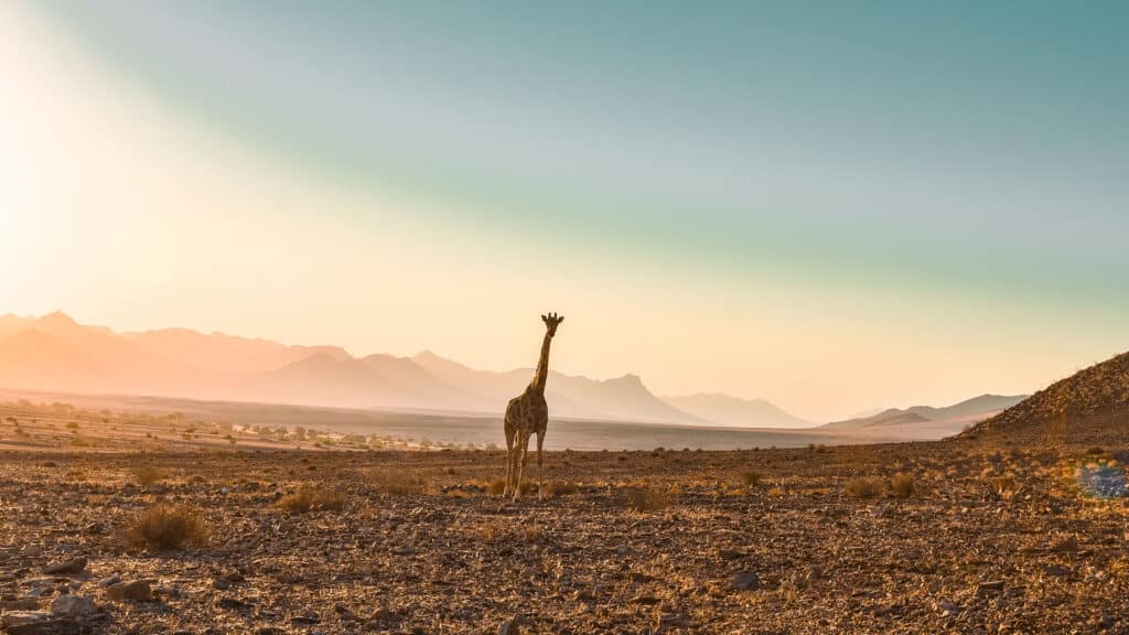 State of Giraffe 2025 - Giraffe Conservation Foundation