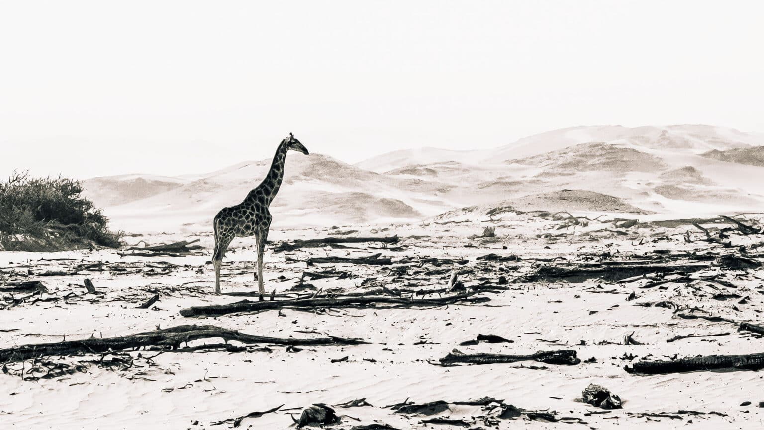 How many giraffe are there and are they ‘Endangered’? - Giraffe ...