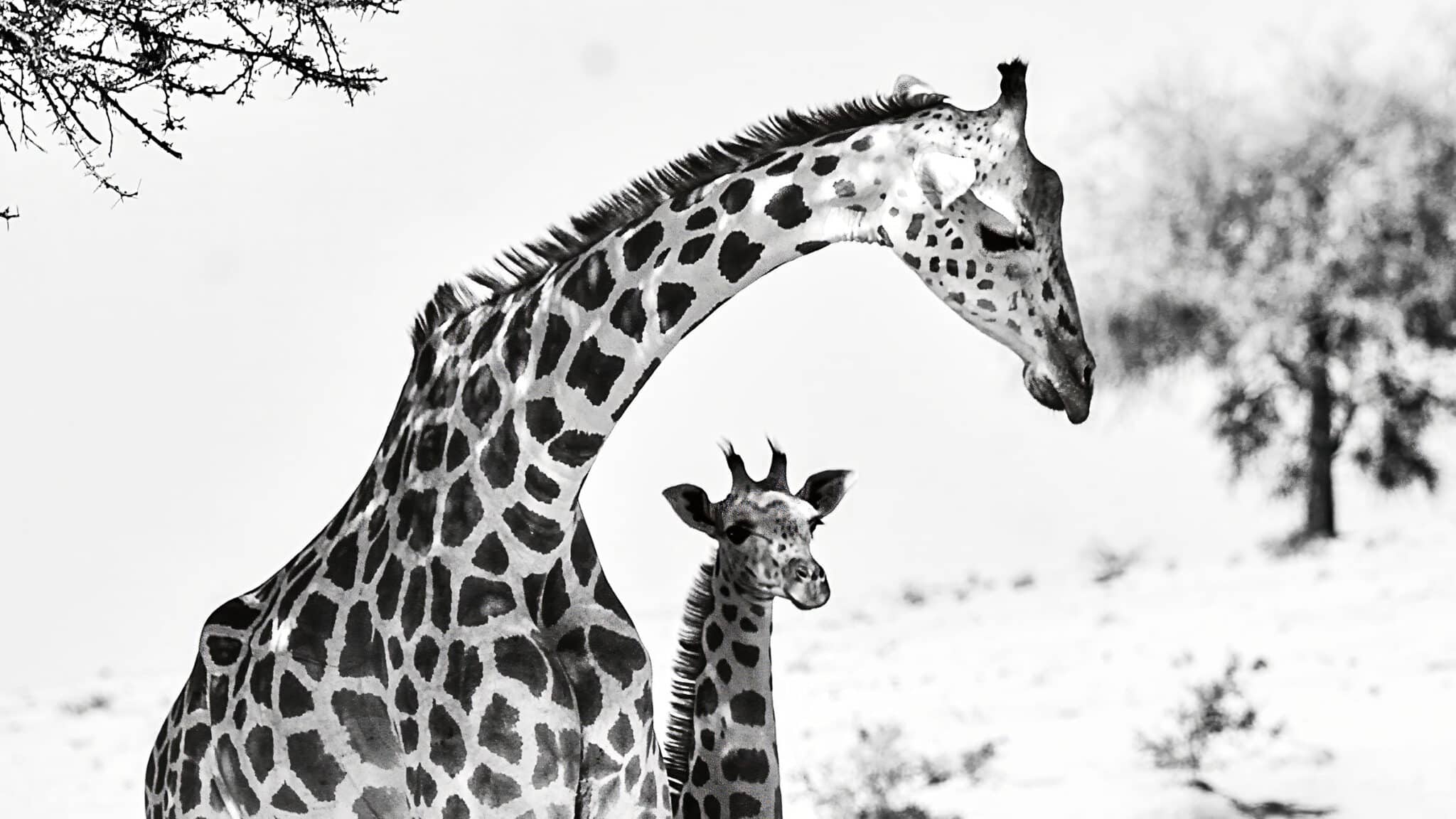 Home - Giraffe Conservation Foundation