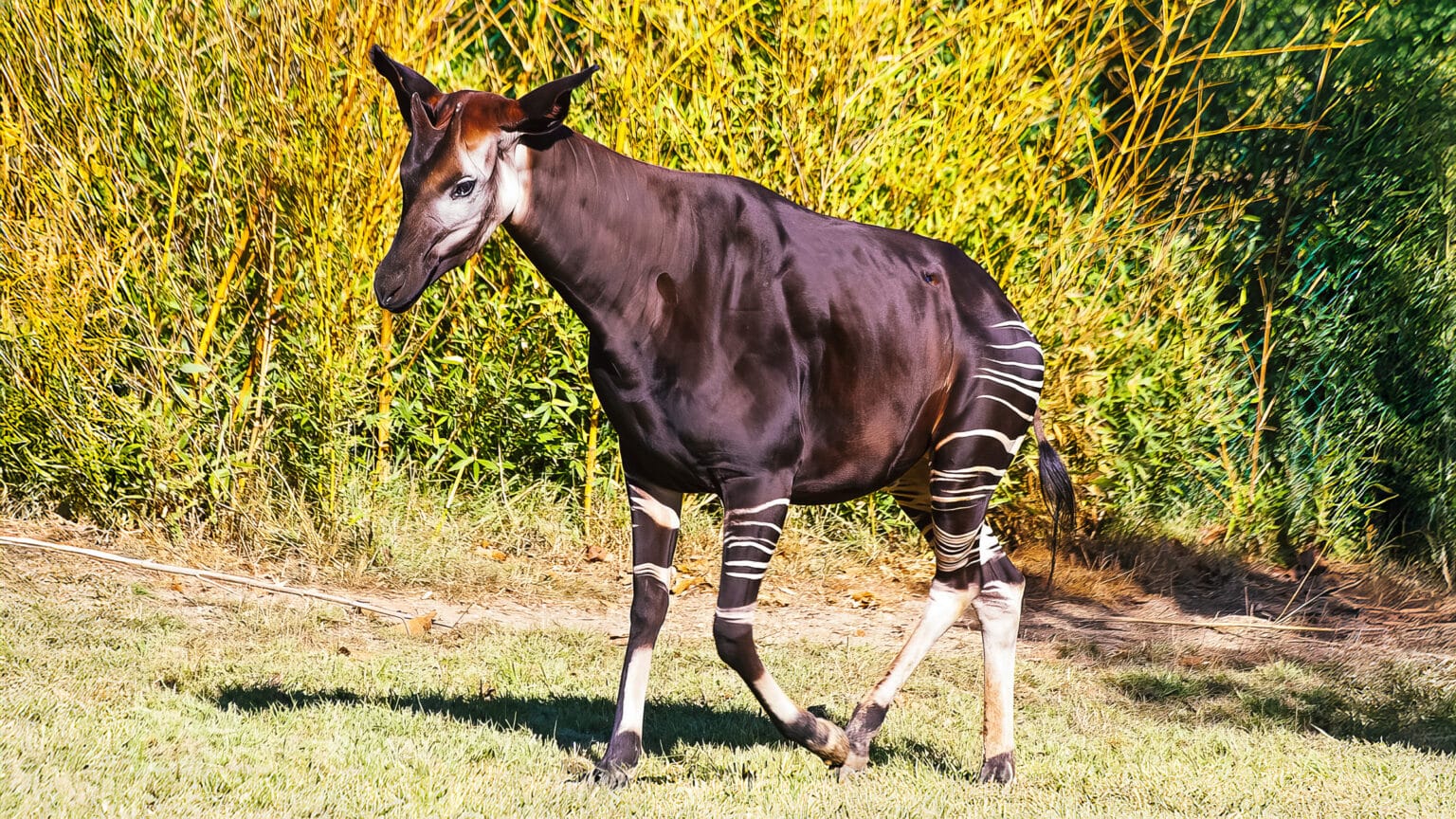 What are the closest relatives of giraffe? - Giraffe Conservation ...