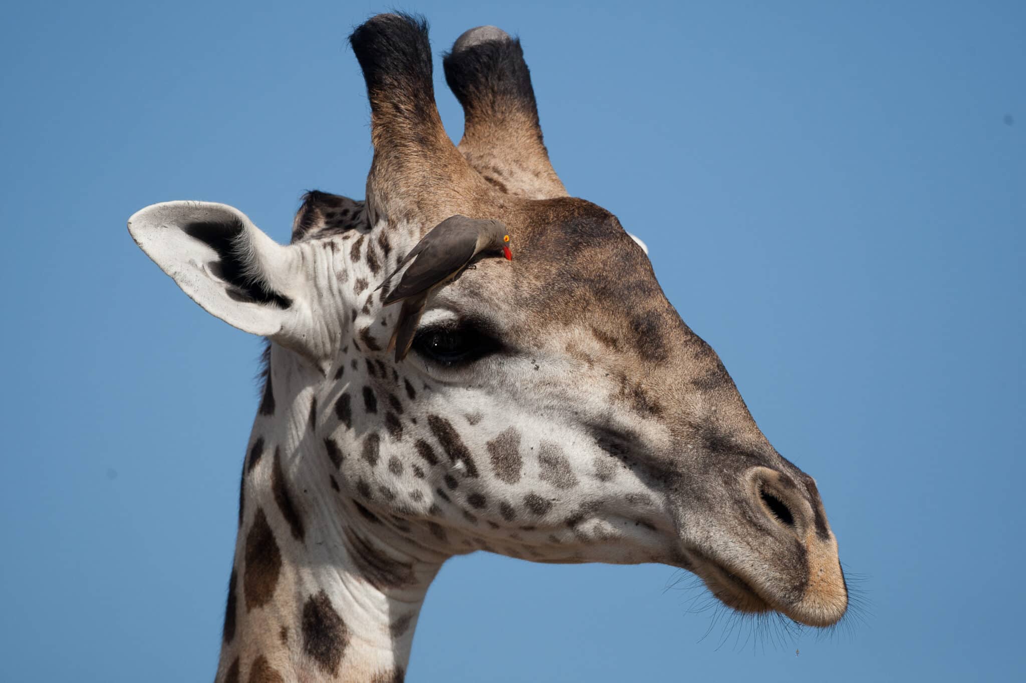 Home - Giraffe Conservation Foundation