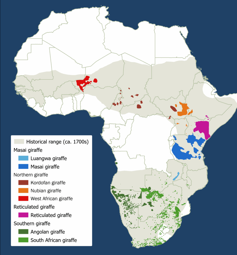 Northern Giraffe - Giraffe Conservation Foundation