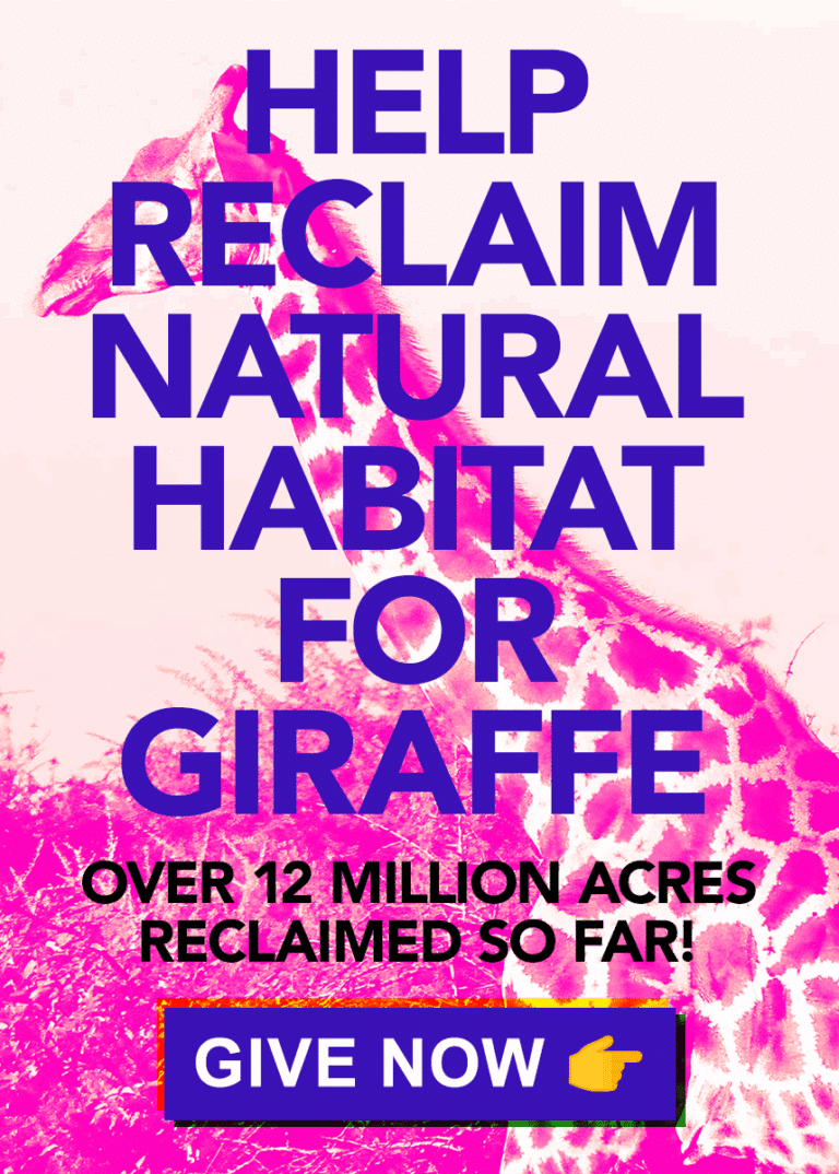 State of Giraffe 2025 - Giraffe Conservation Foundation