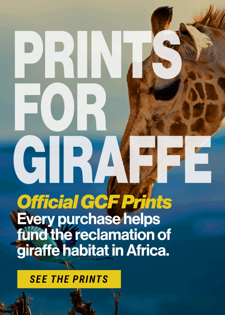 State of Giraffe 2025 - Giraffe Conservation Foundation
