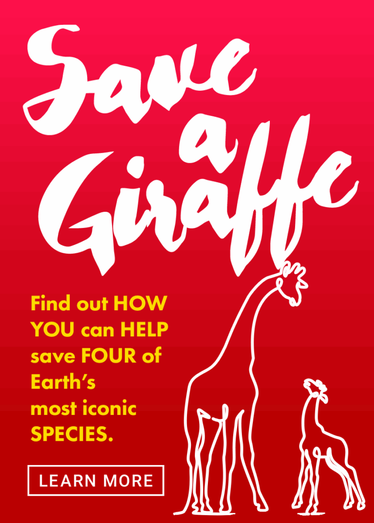 State of Giraffe 2025 - Giraffe Conservation Foundation