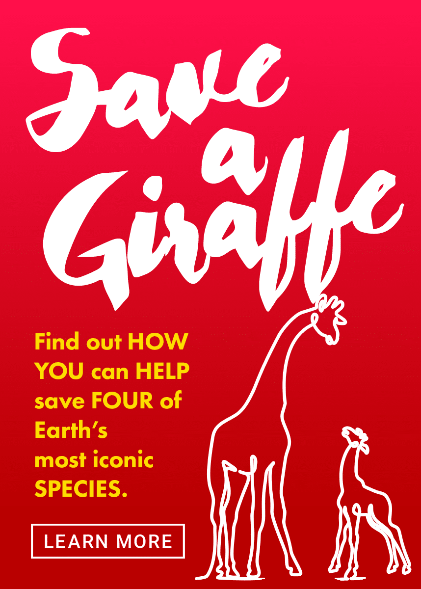 Are there different types of giraffe? - Giraffe Conservation Foundation