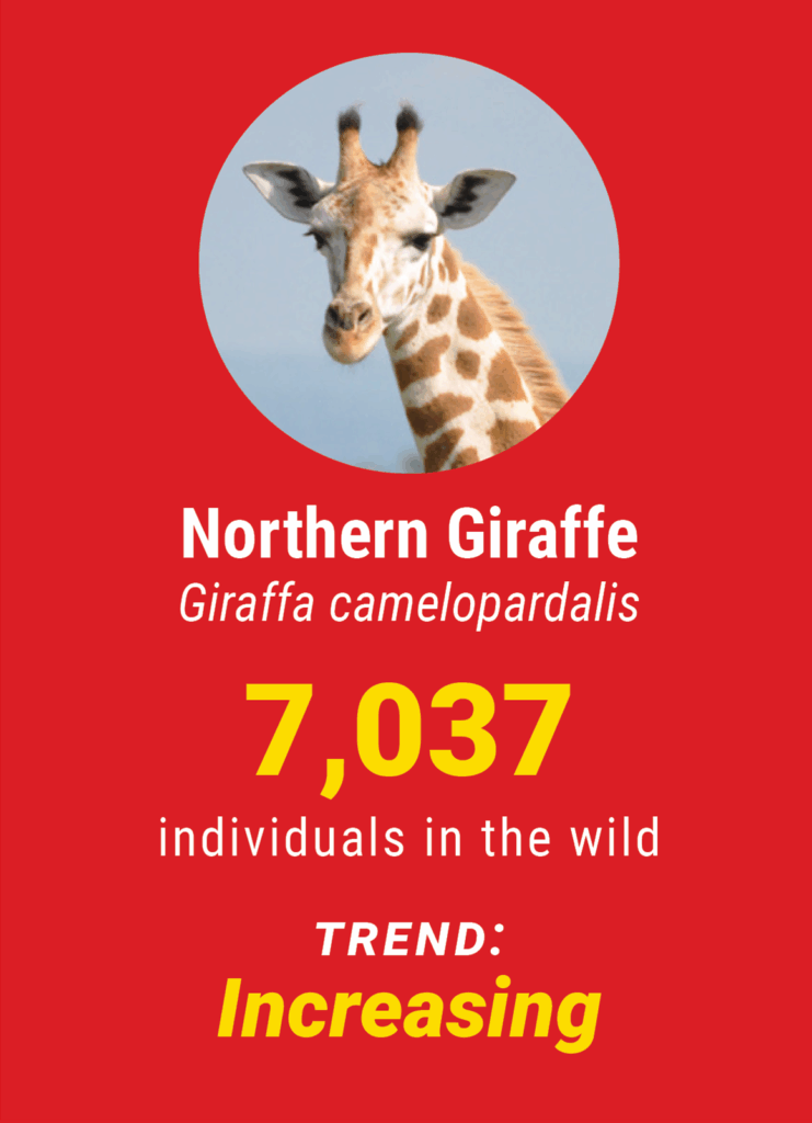 State of Giraffe 2025 - Giraffe Conservation Foundation