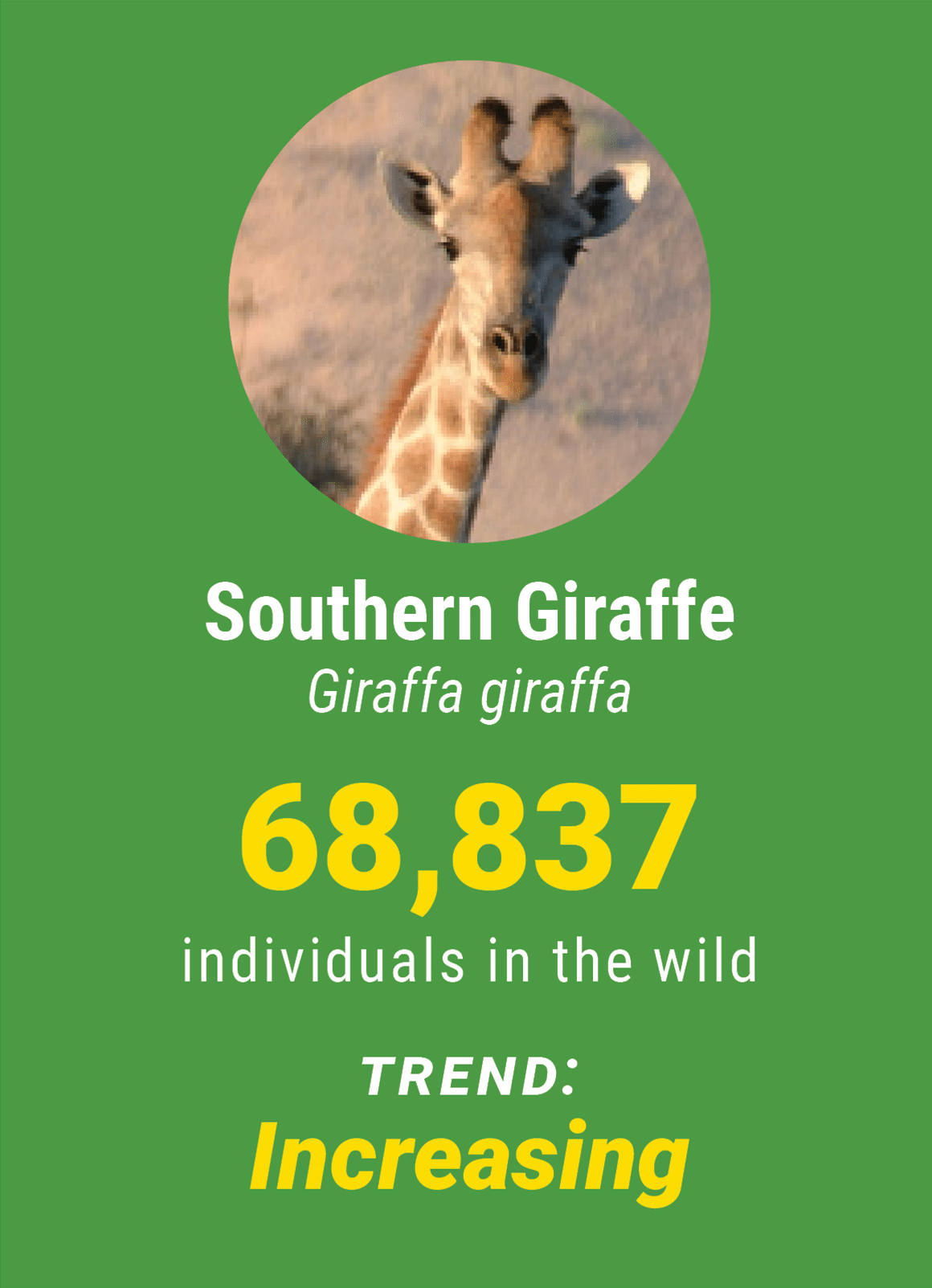 State of Giraffe 2025 - Giraffe Conservation Foundation