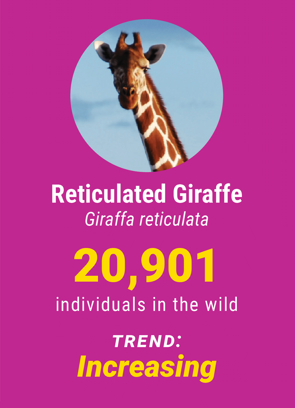 State of Giraffe 2025 - Giraffe Conservation Foundation