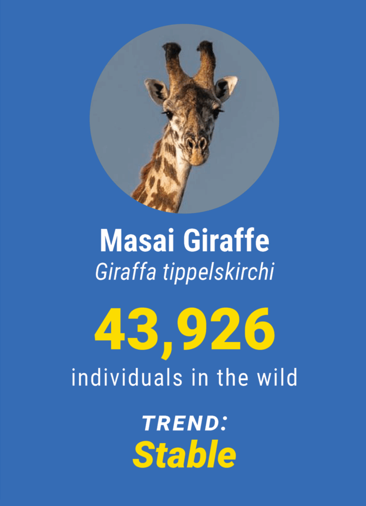 State of Giraffe 2025 - Giraffe Conservation Foundation