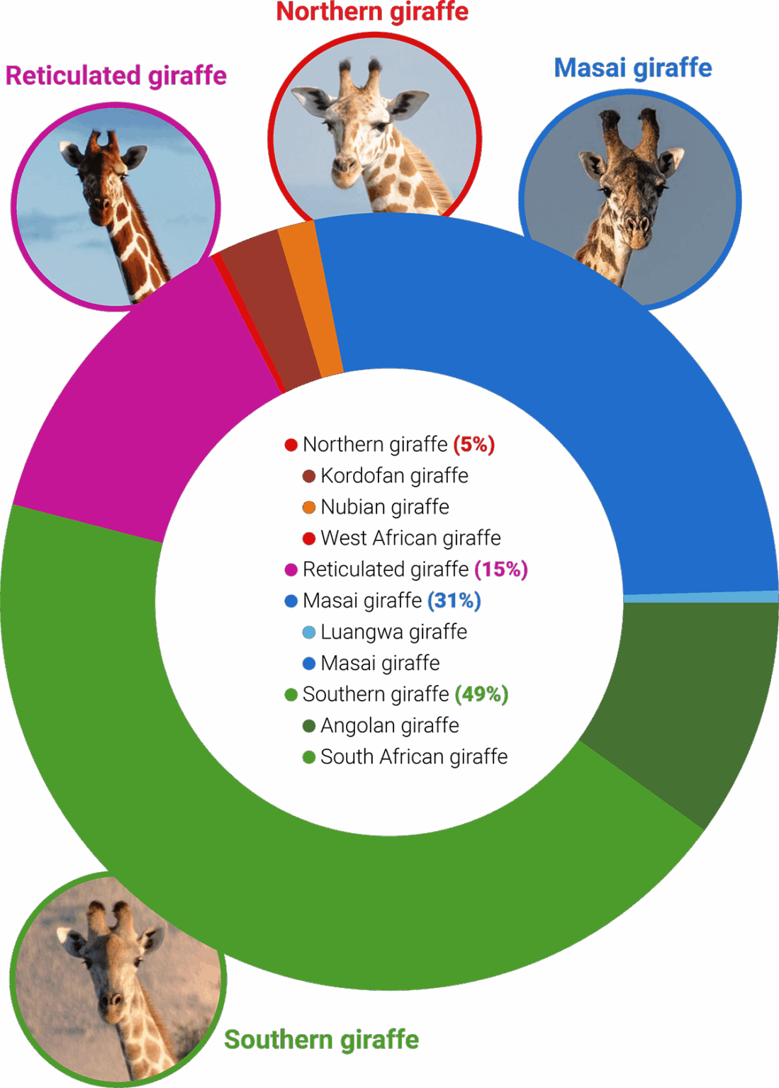 State of Giraffe 2025 - Giraffe Conservation Foundation