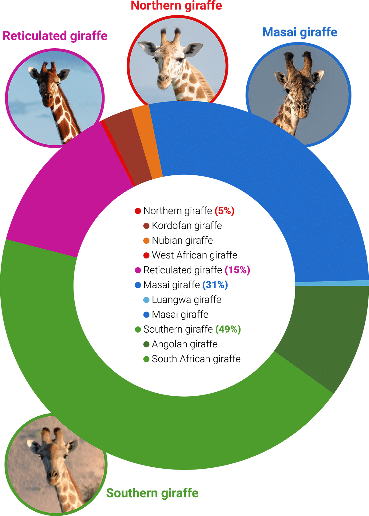 State of Giraffe 2025 - Giraffe Conservation Foundation