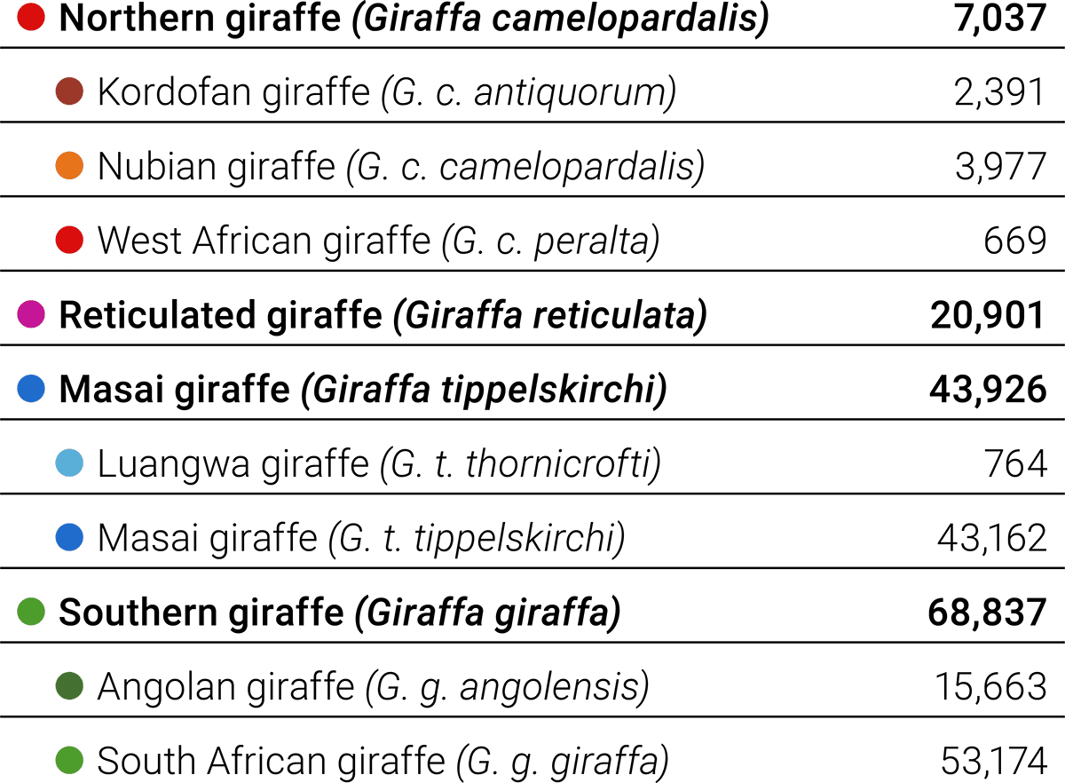 State of Giraffe 2025 - Giraffe Conservation Foundation