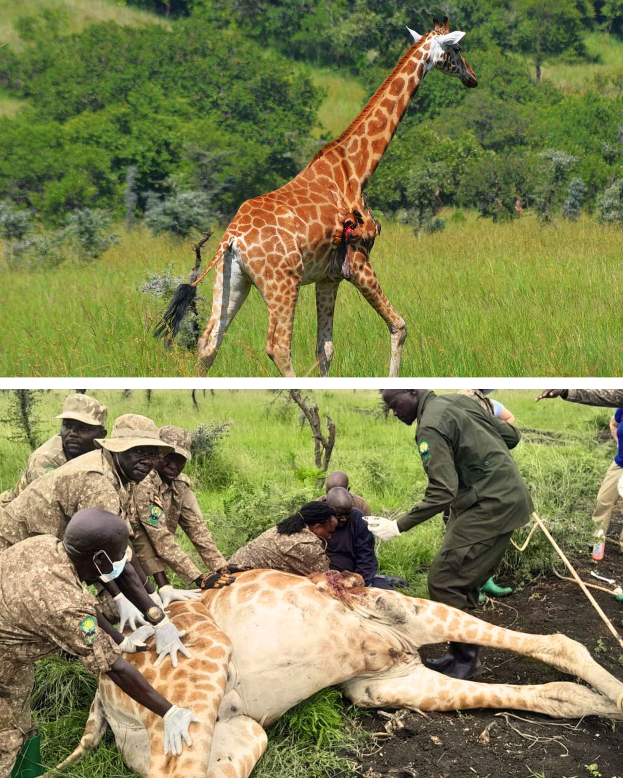 LinkedIn - 16 July 2025 - Giraffe Conservation Foundation