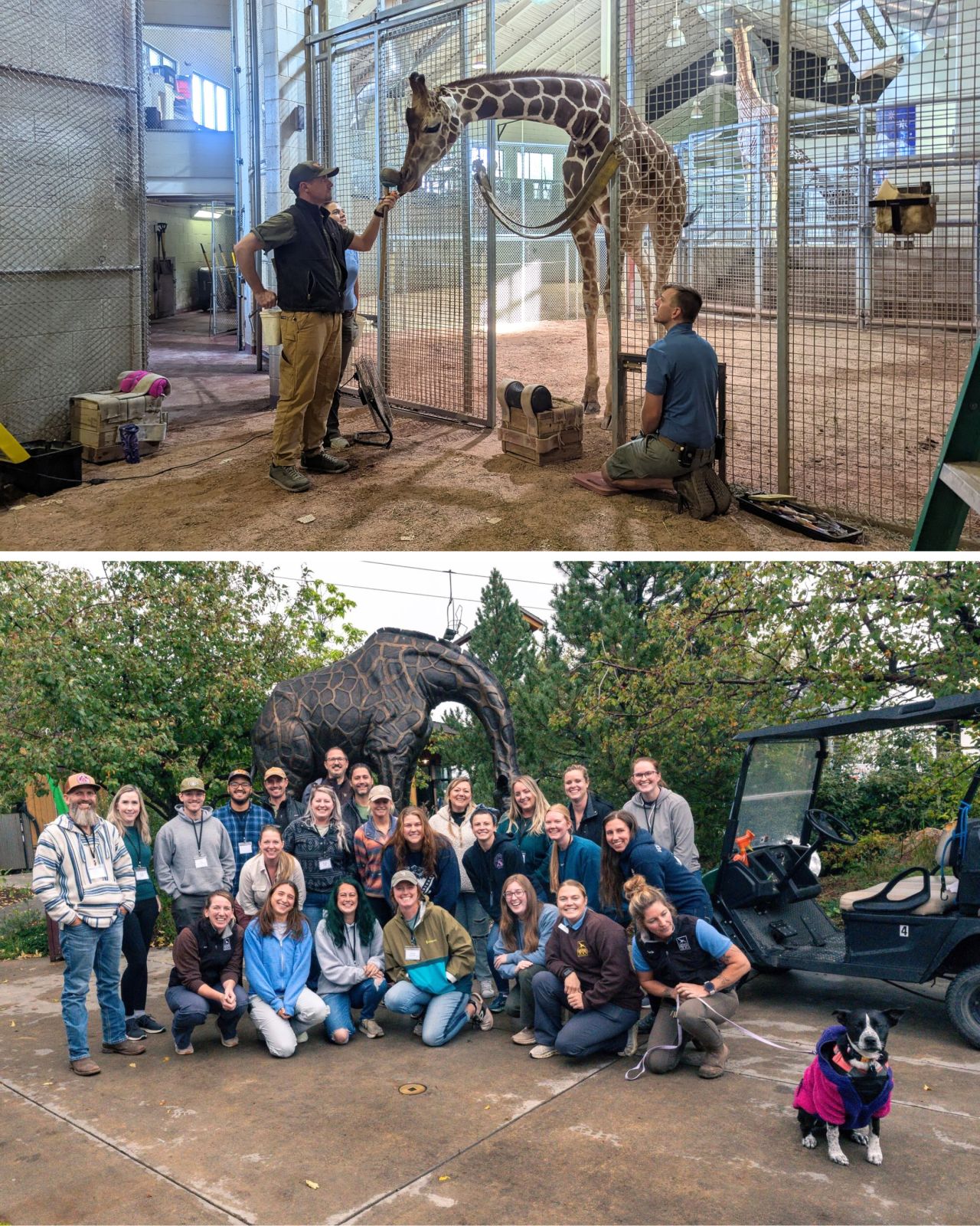 LinkedIn – 19 November 2025 - Giraffe Conservation Foundation